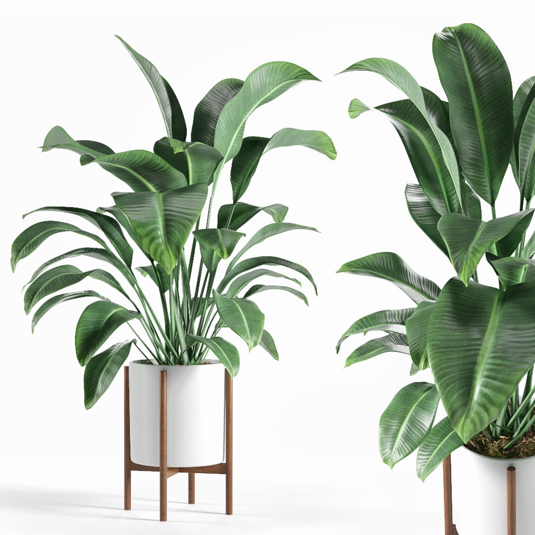 3D plant - TurboSquid 1159913