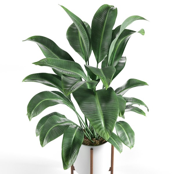 3D plant - TurboSquid 1159913