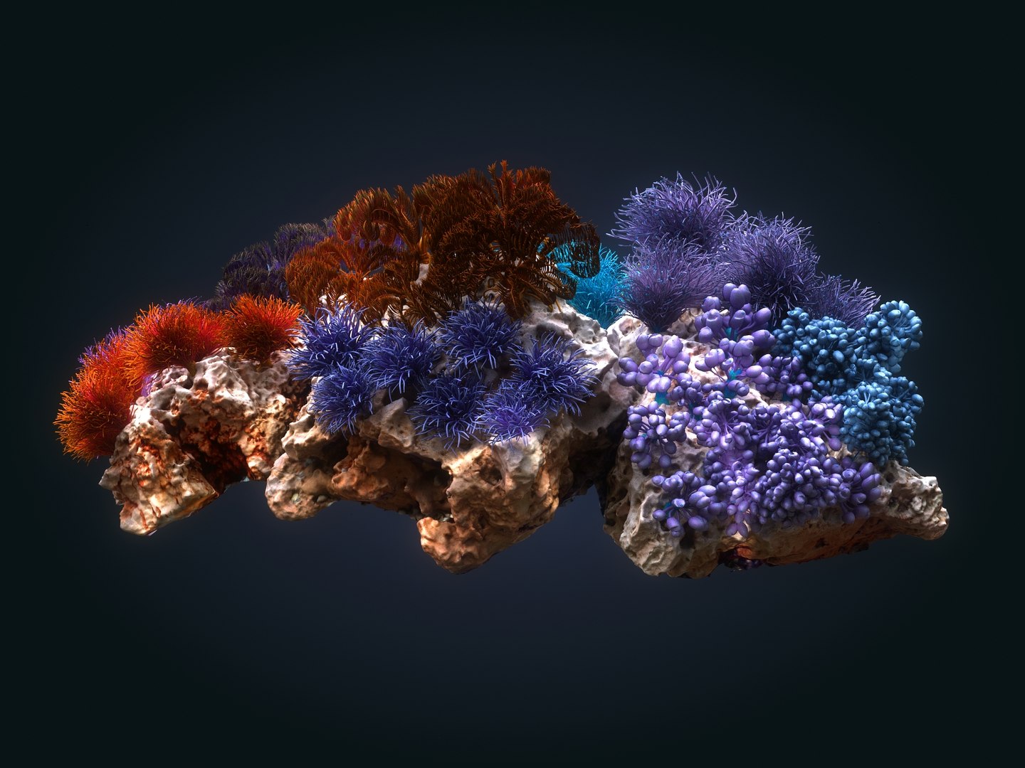 Coral Reef Ecosystem 3D Model - TurboSquid 1368240