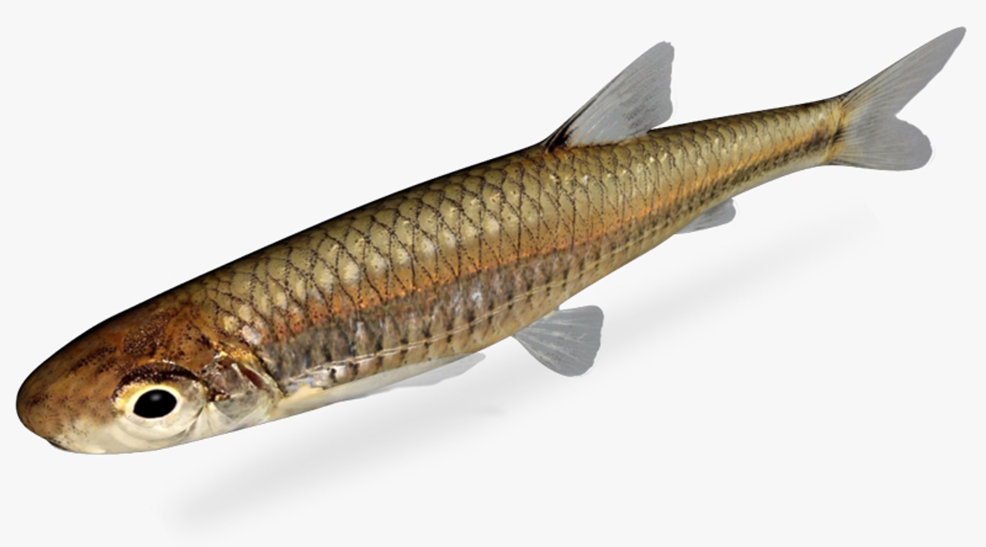 3d Notropis Hudsonius Spottail Shiner Model