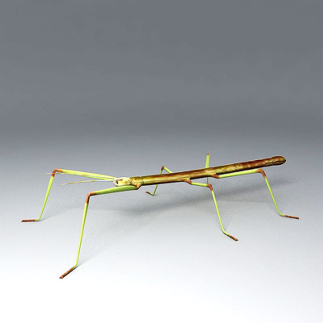 Obj Stick Insect