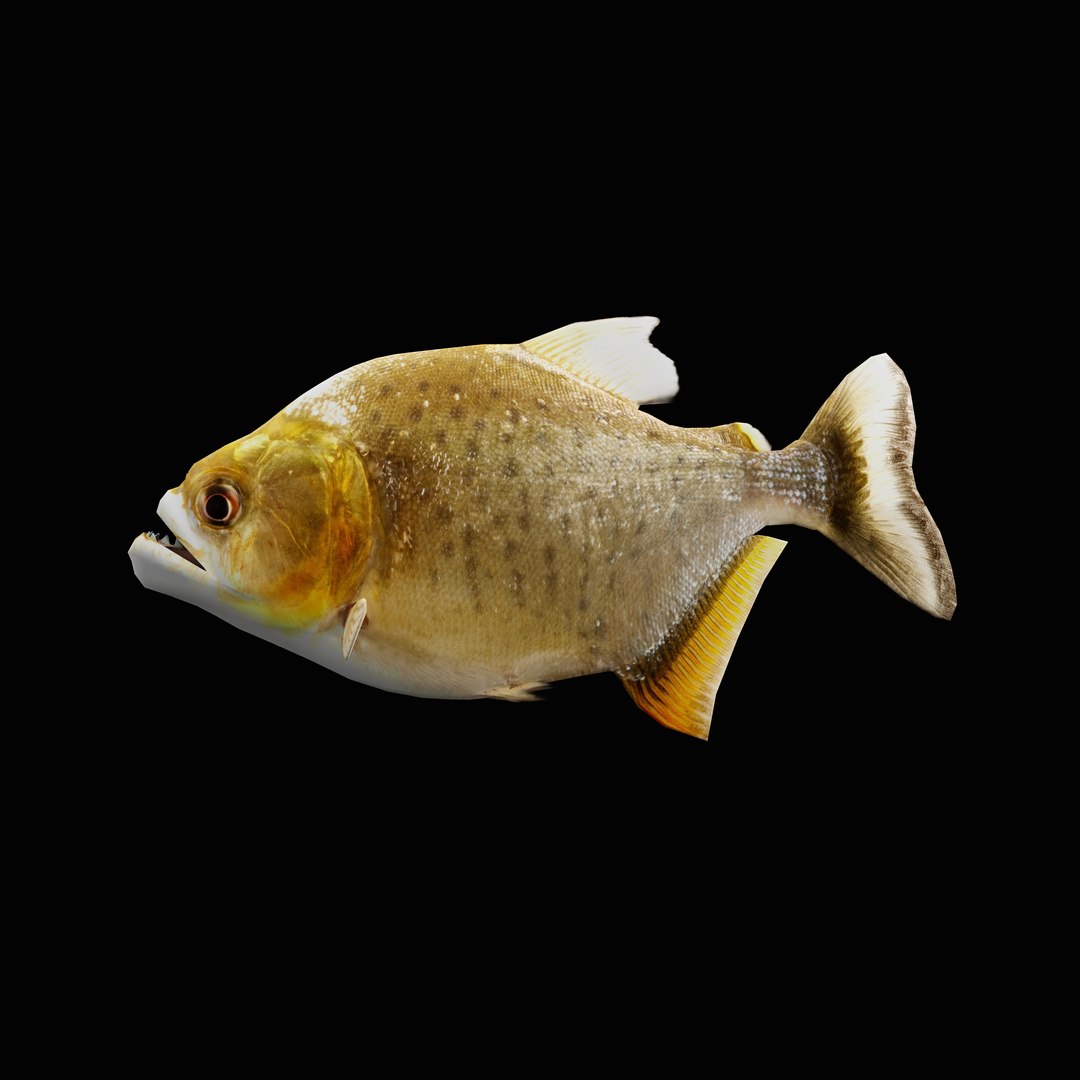 Black Piranha Fish 3D Model - TurboSquid 2342853