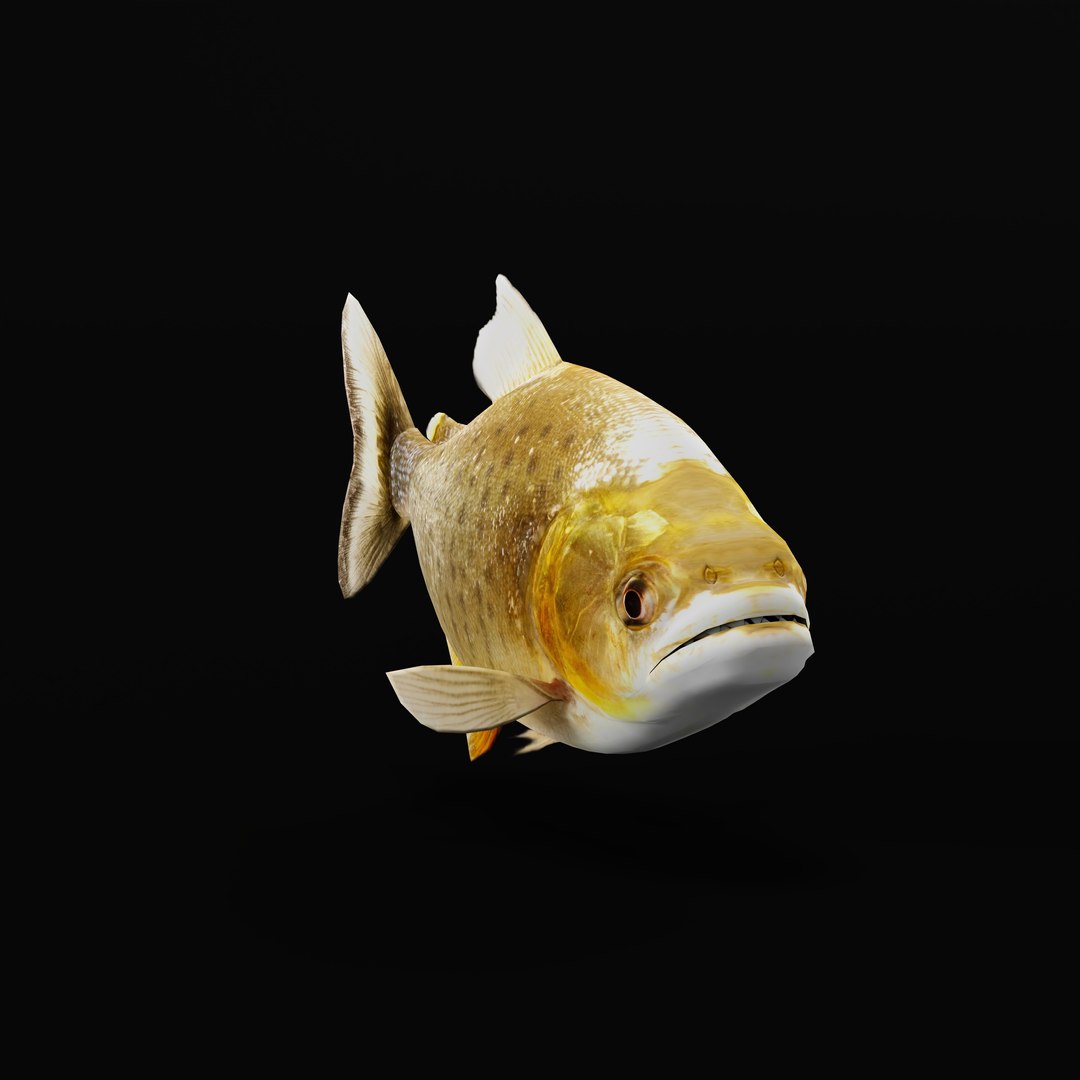Black Piranha Fish 3D Model - TurboSquid 2342853