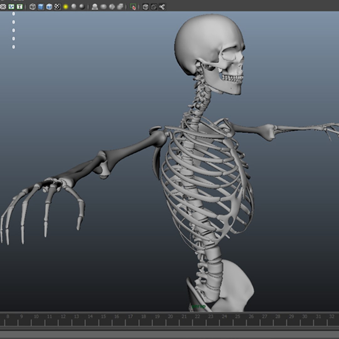 Skeleton Rigged 3D - TurboSquid 1151226