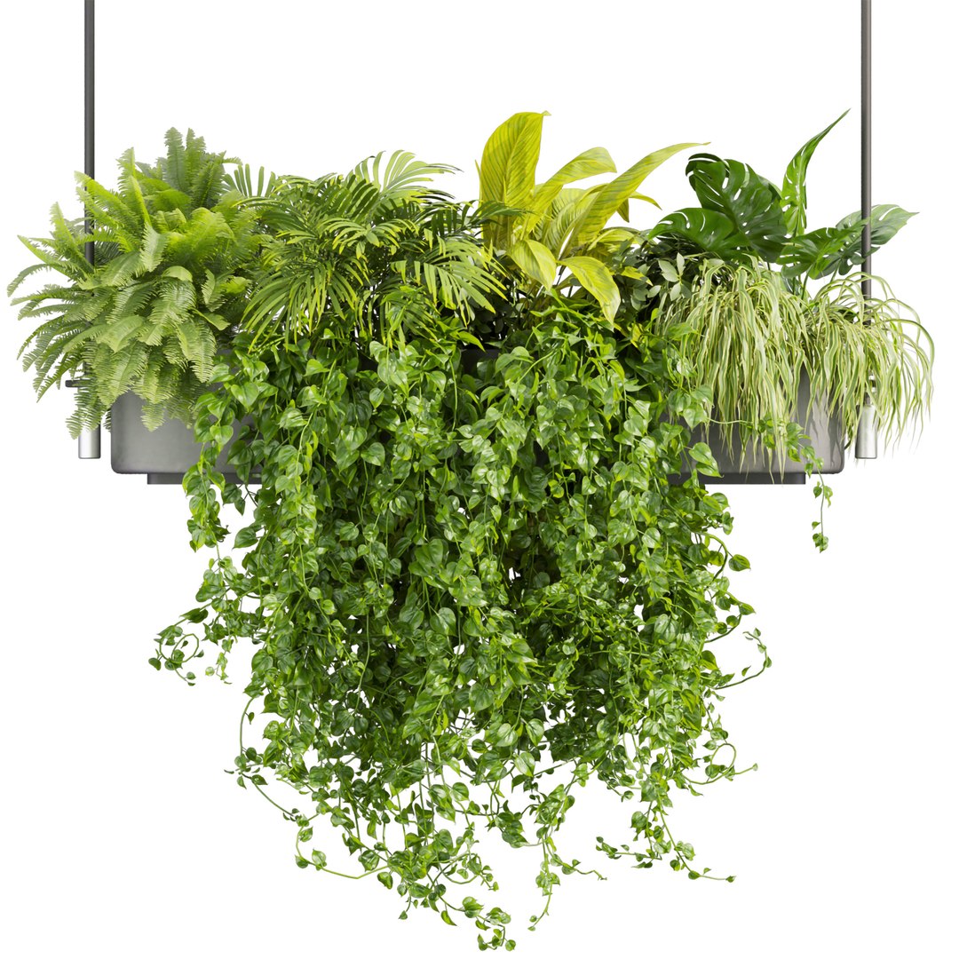 Collection plant vol 510 - ampelous - hanging - monstera - chandelier ...