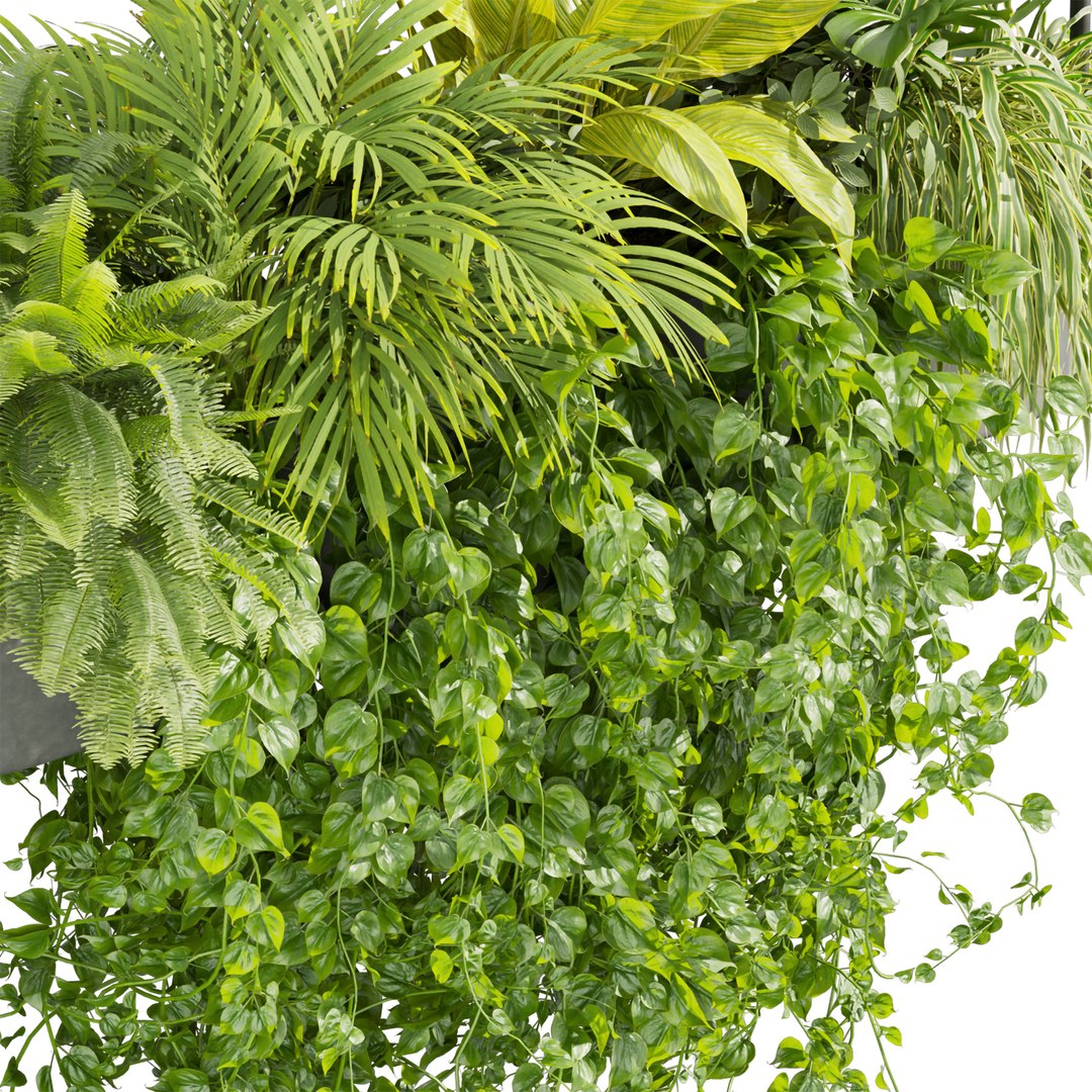 Collection plant vol 510 - ampelous - hanging - monstera - chandelier ...