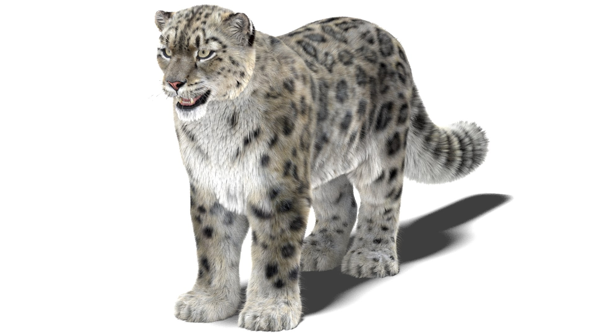 3D Model Snow Leopard Furry Animal Hair - TurboSquid 1432385
