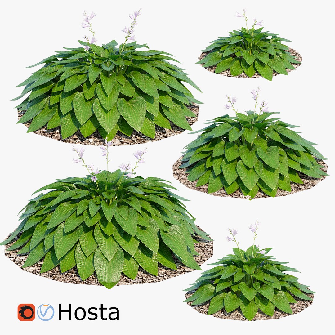 Hosta plant landscape 3D model - TurboSquid 1193641