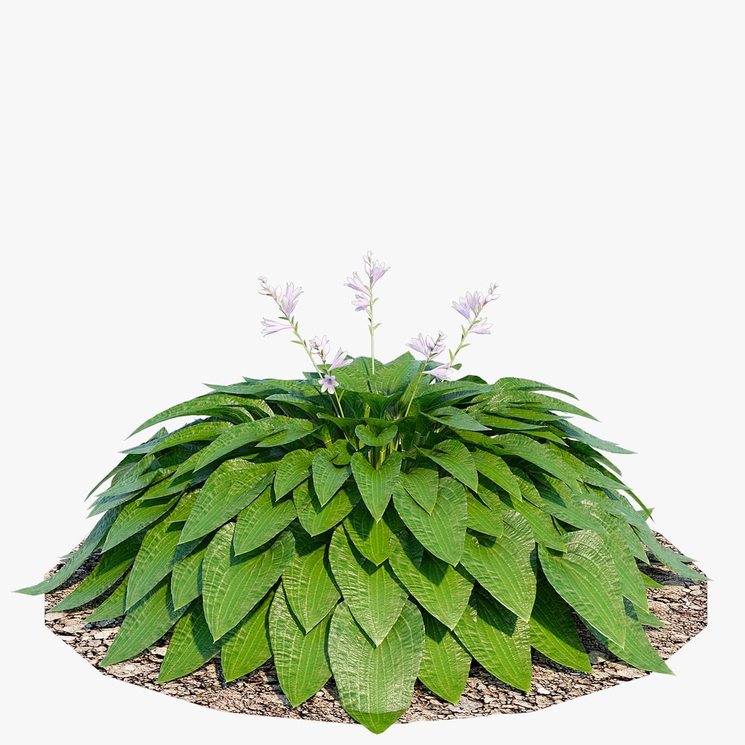 Hosta Plant Landscape 3D Model - TurboSquid 1193641