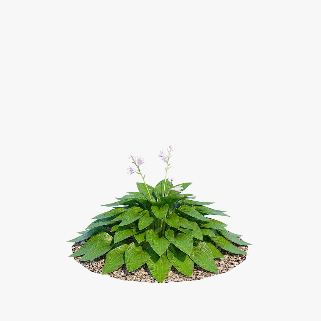 Hosta plant landscape 3D model - TurboSquid 1193641