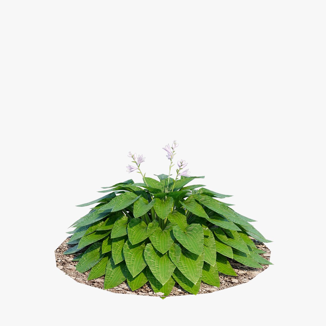 Hosta Plant Landscape 3D Model - TurboSquid 1193641