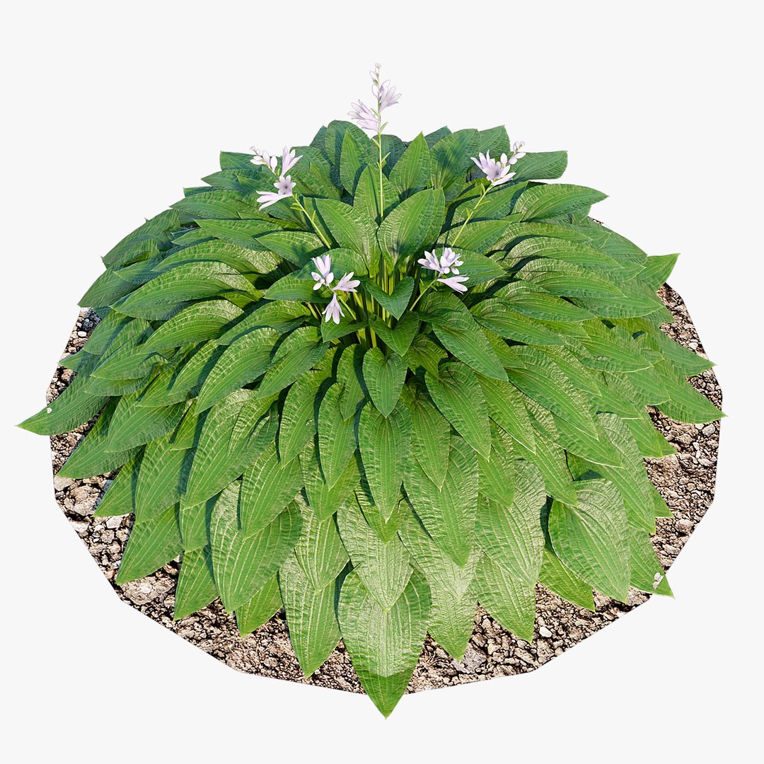 Hosta Plant Landscape 3D Model - TurboSquid 1193641