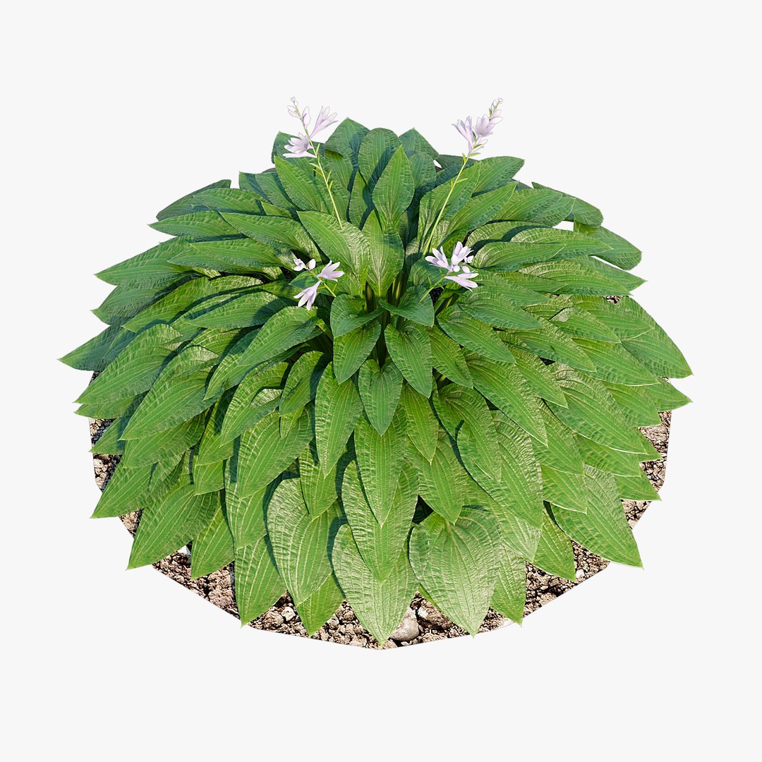 Hosta Plant Landscape 3D Model - TurboSquid 1193641