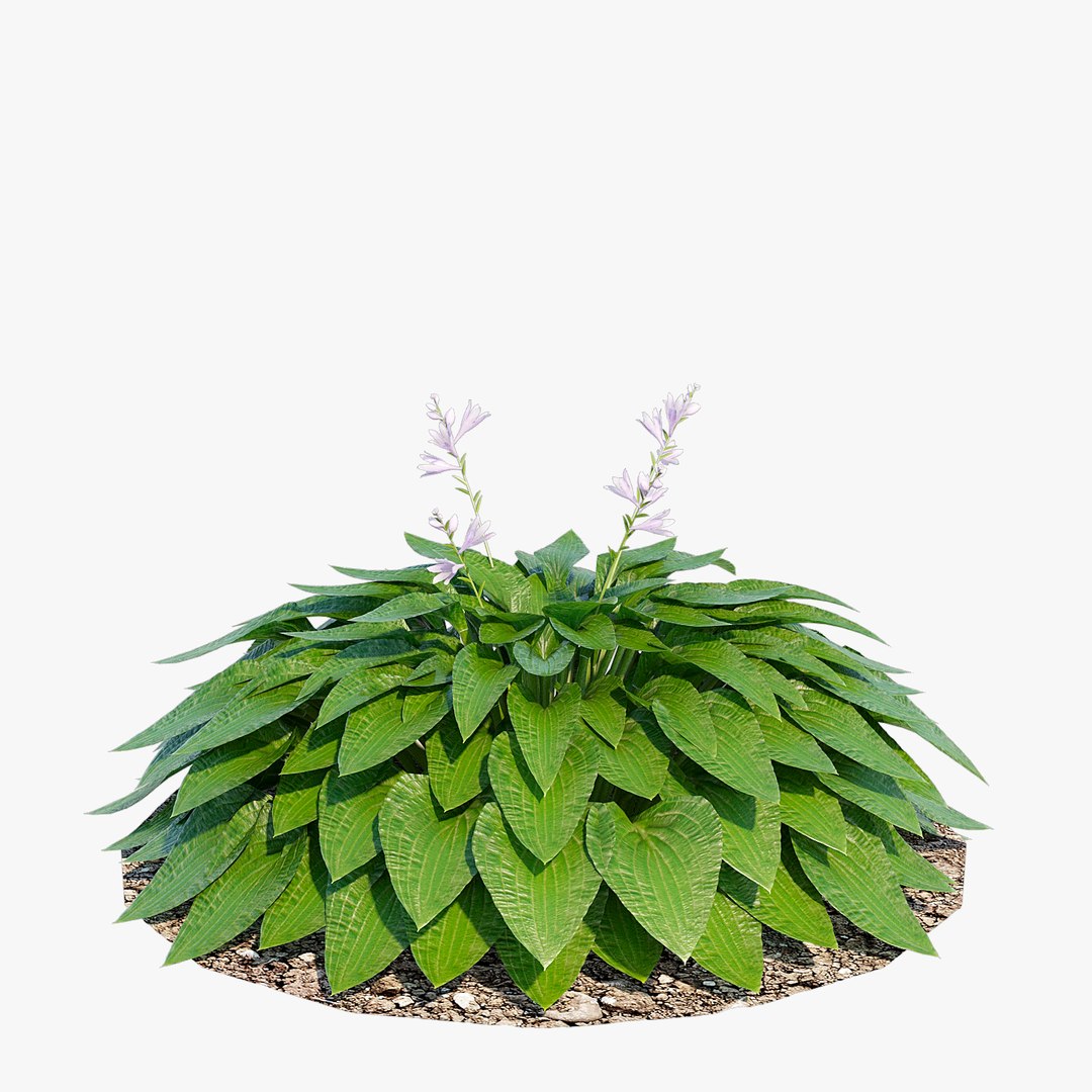 Hosta Plant Landscape 3D Model - TurboSquid 1193641