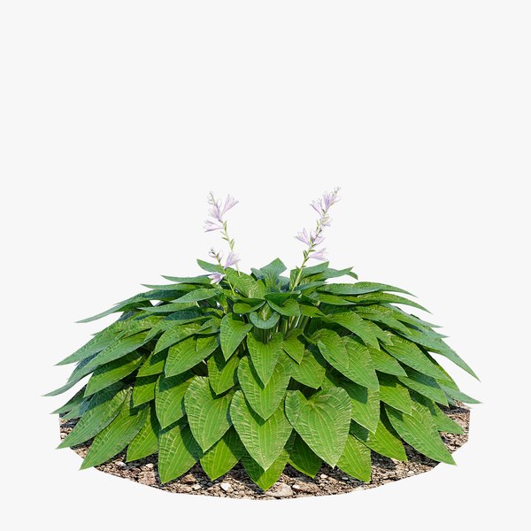 Hosta plant landscape 3D model - TurboSquid 1193641