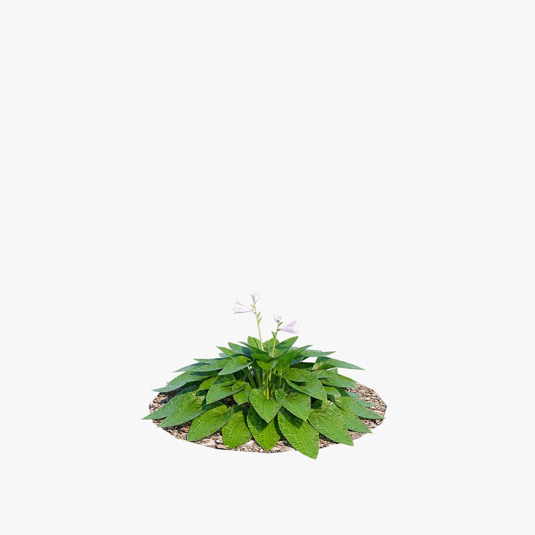 Hosta Plant Landscape 3D Model - TurboSquid 1193641