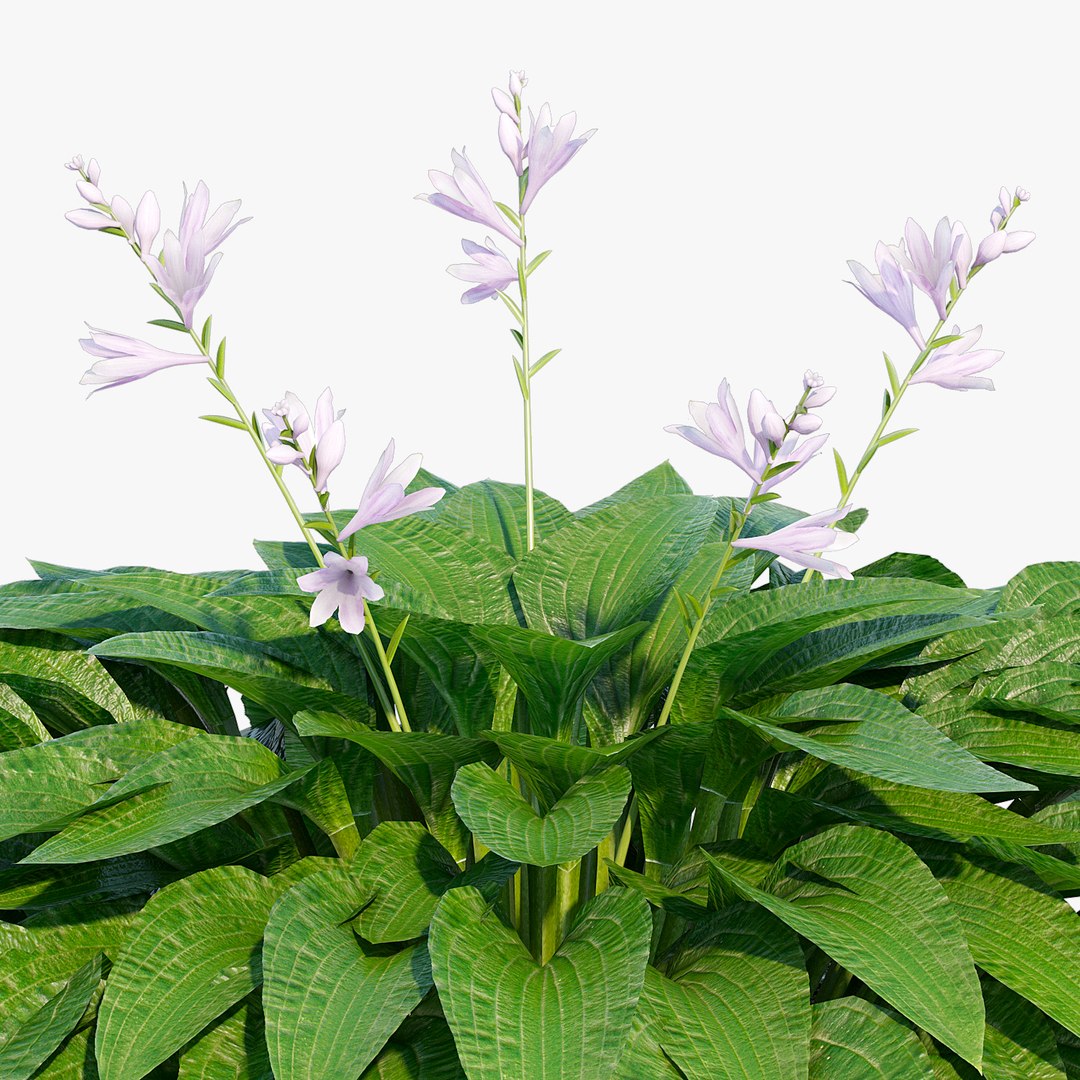 Hosta Plant Landscape 3D Model - TurboSquid 1193641
