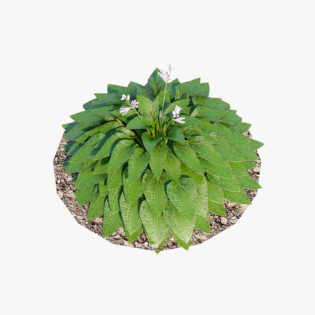 Hosta Plant Landscape 3D Model - TurboSquid 1193641