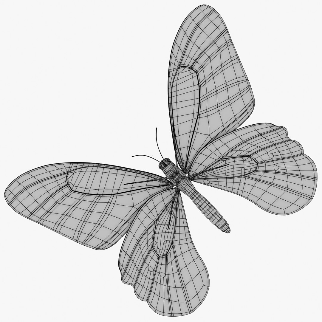 3ds Max Butterfly Fly
