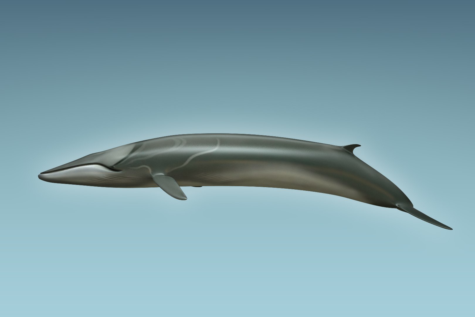 3D Whale Animal Saltwater - TurboSquid 1199633