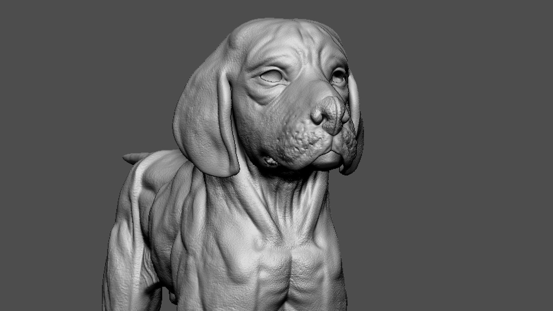 3D Beagle Dog VFX Zbrush Sculpt Model - TurboSquid 1863233