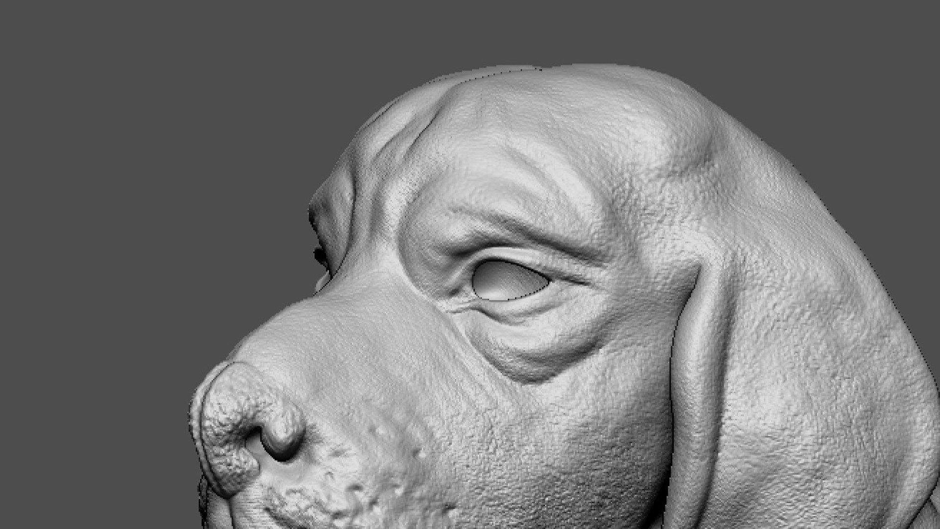 3D Beagle Dog VFX Zbrush Sculpt Model - TurboSquid 1863233