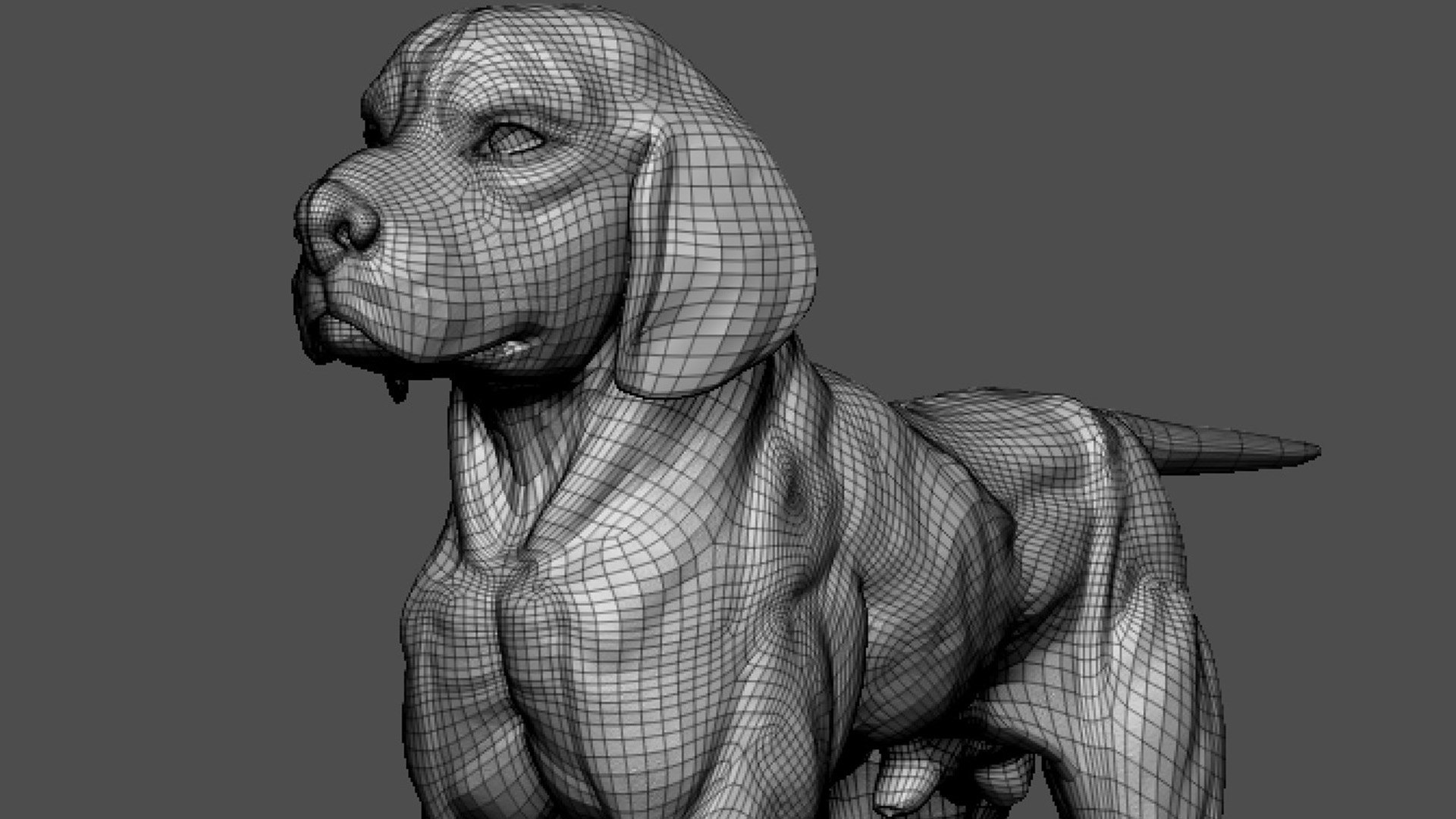 3D Beagle Dog VFX Zbrush Sculpt Model - TurboSquid 1863233