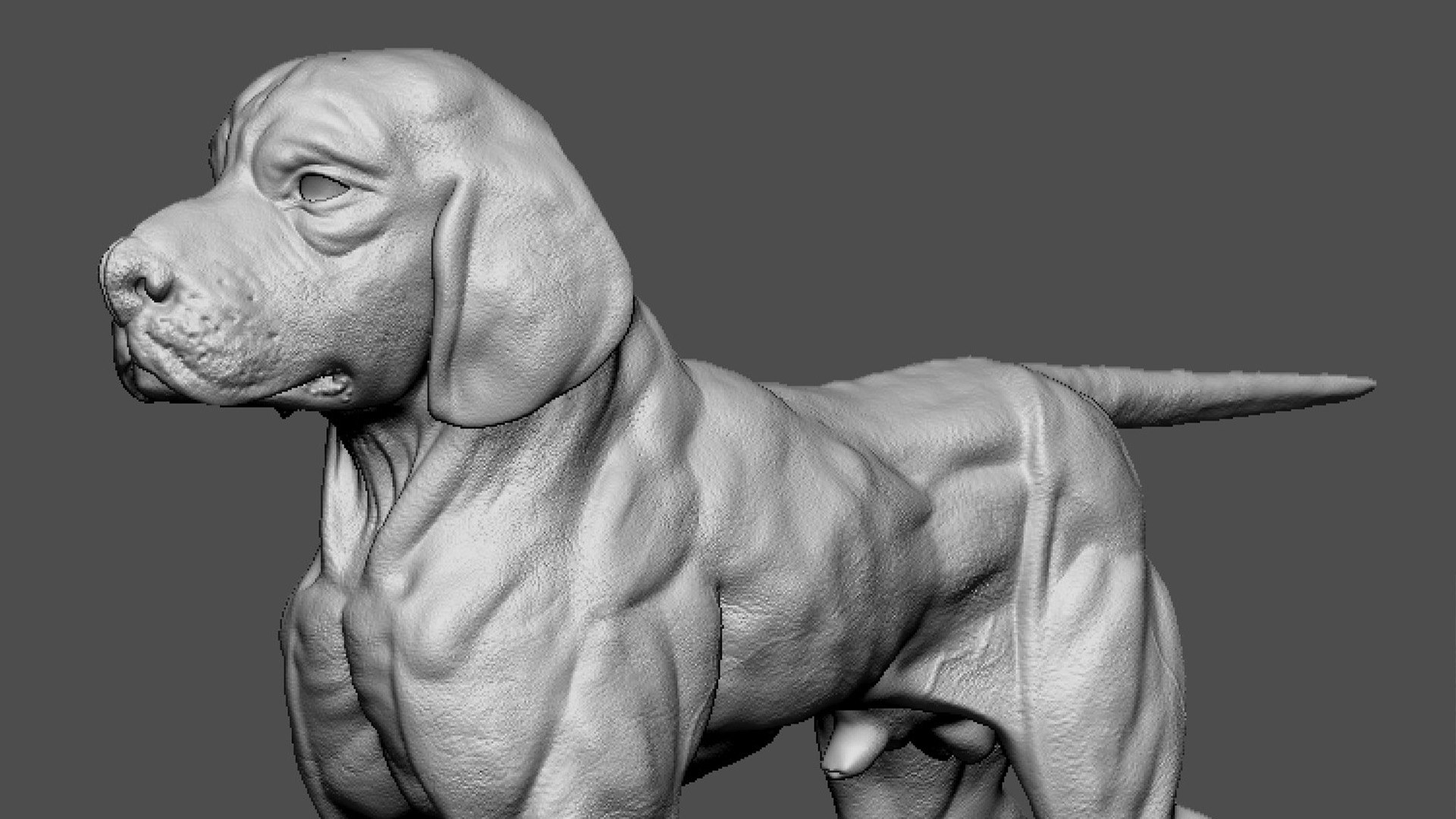 3D Beagle Dog VFX Zbrush Sculpt Model - TurboSquid 1863233