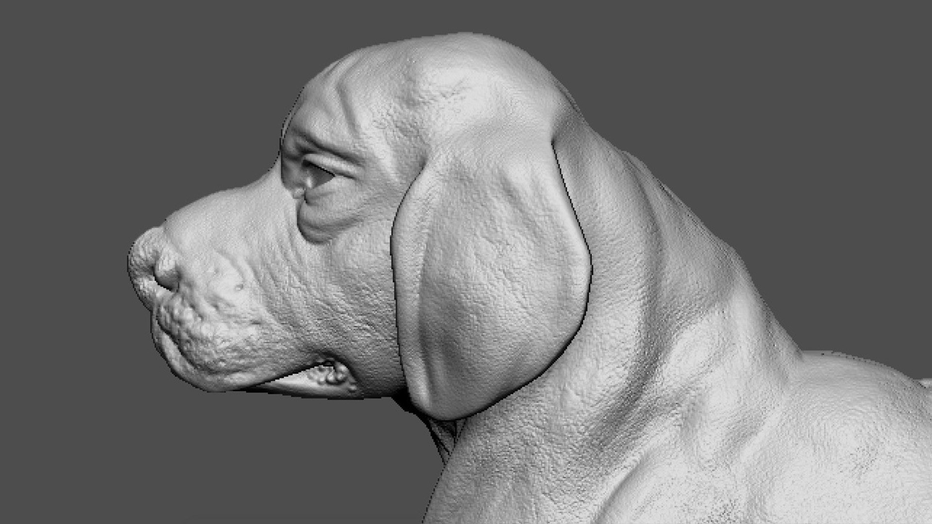 3D Beagle Dog VFX Zbrush Sculpt Model - TurboSquid 1863233