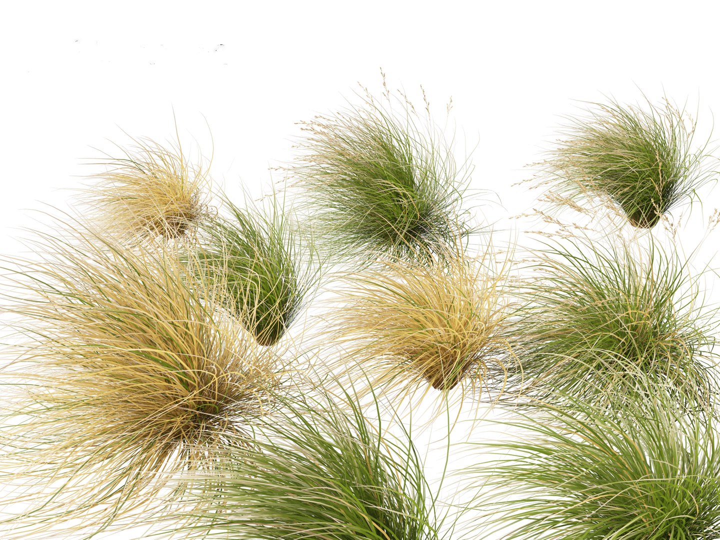 3D Chionochloa Rubra - Red Tussock Grass 02 - TurboSquid 2113589