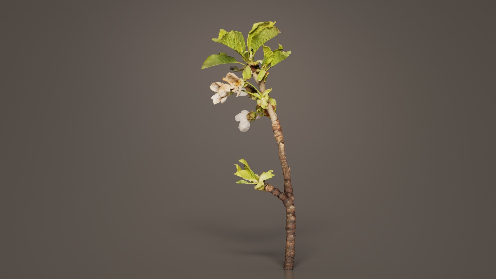 3D Model Prunus Cerasus Sour Cherry Rosaceae Sprout Remastered ...