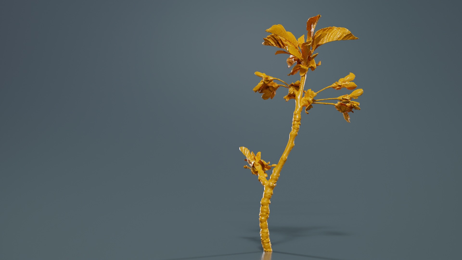 3D Model Prunus Cerasus Sour Cherry Rosaceae Sprout Remastered ...