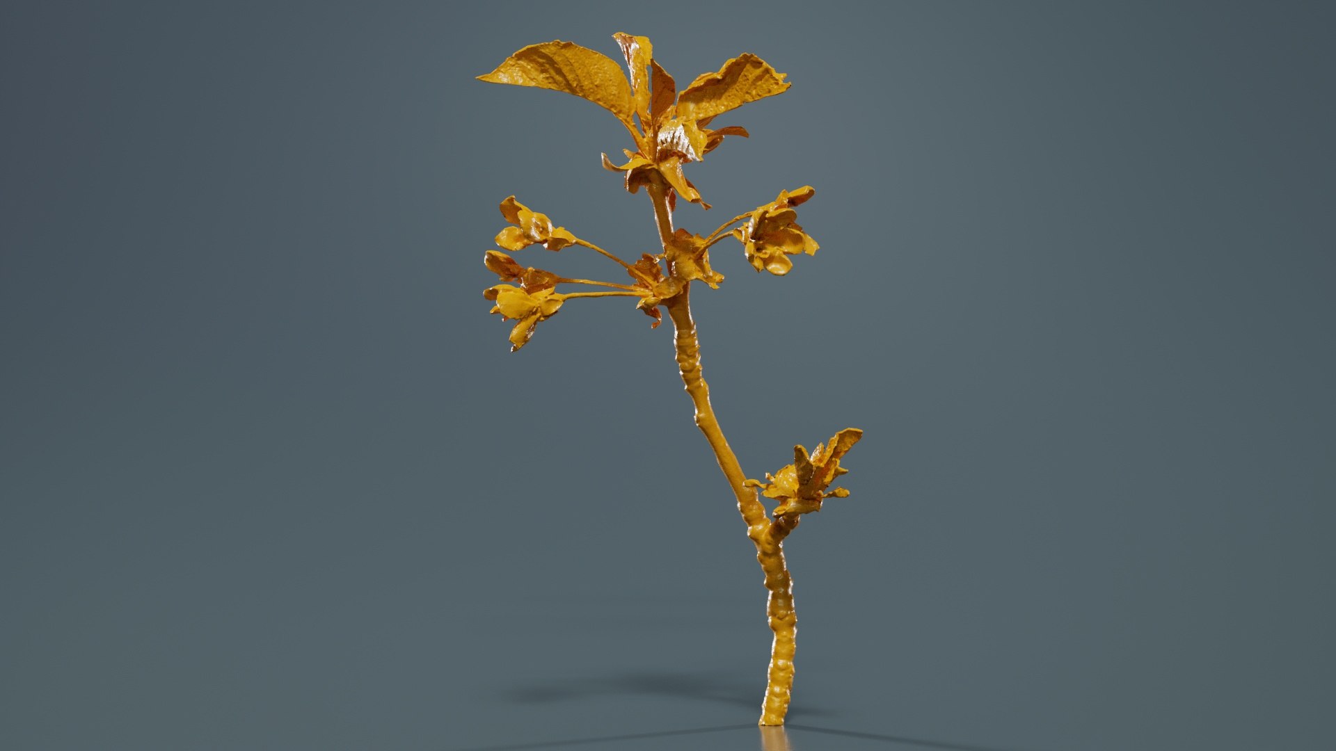 3D Model Prunus Cerasus Sour Cherry Rosaceae Sprout Remastered ...