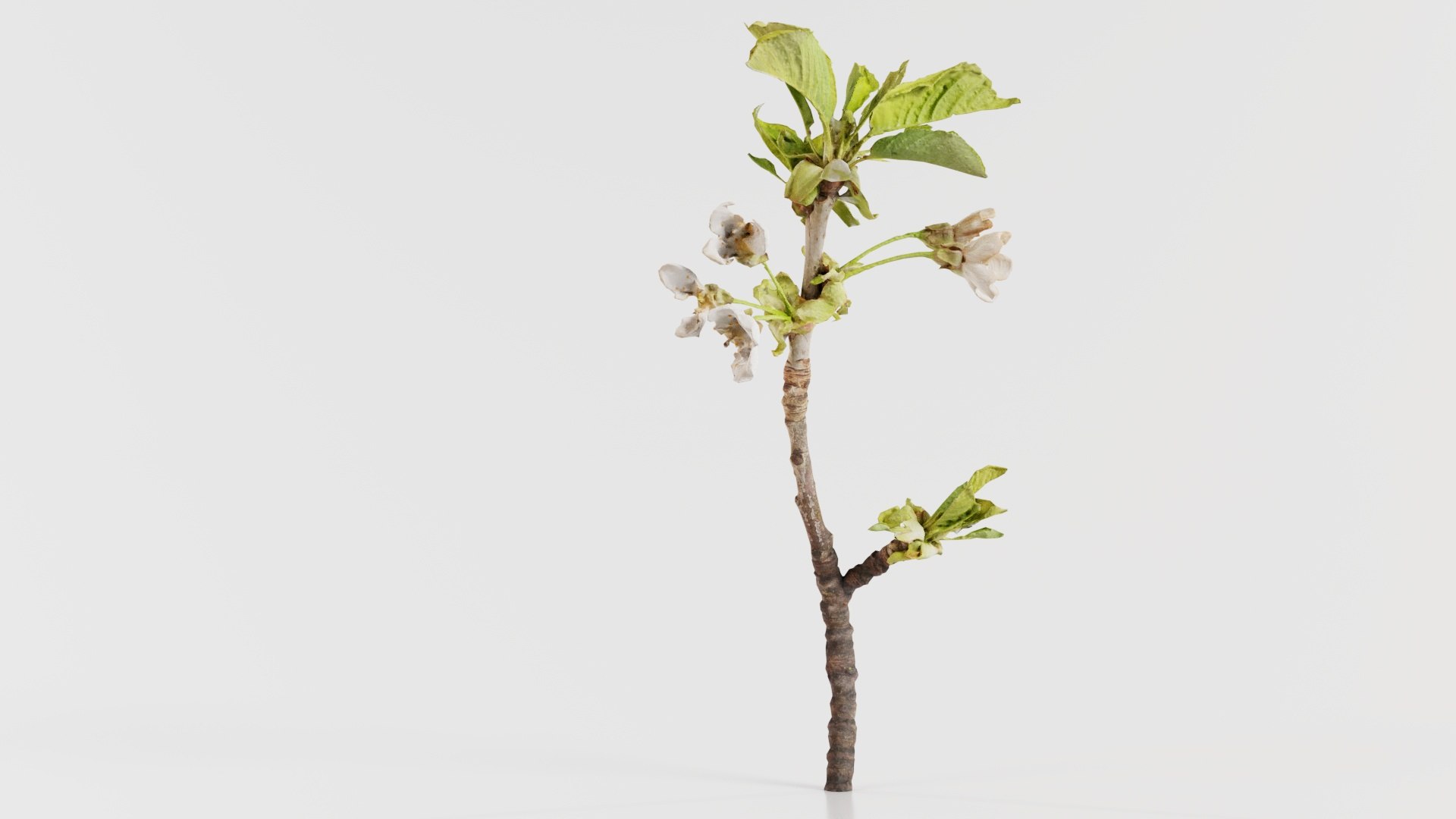 3D Model Prunus Cerasus Sour Cherry Rosaceae Sprout Remastered ...