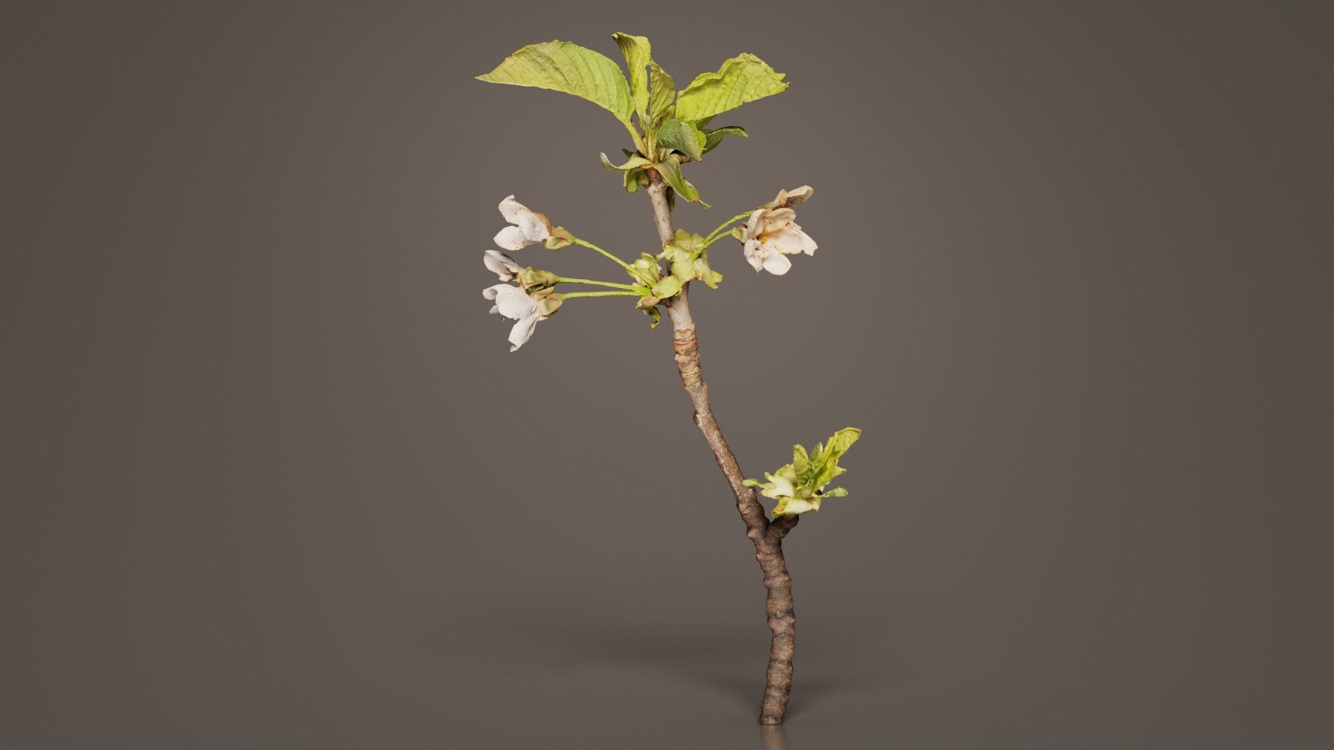 3D Model Prunus Cerasus Sour Cherry Rosaceae Sprout Remastered ...