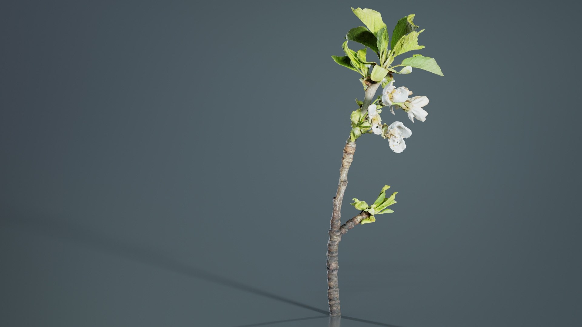 3D Model Prunus Cerasus Sour Cherry Rosaceae Sprout Remastered ...