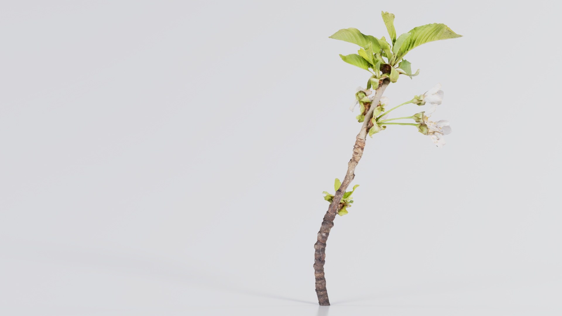 3D Model Prunus Cerasus Sour Cherry Rosaceae Sprout Remastered ...