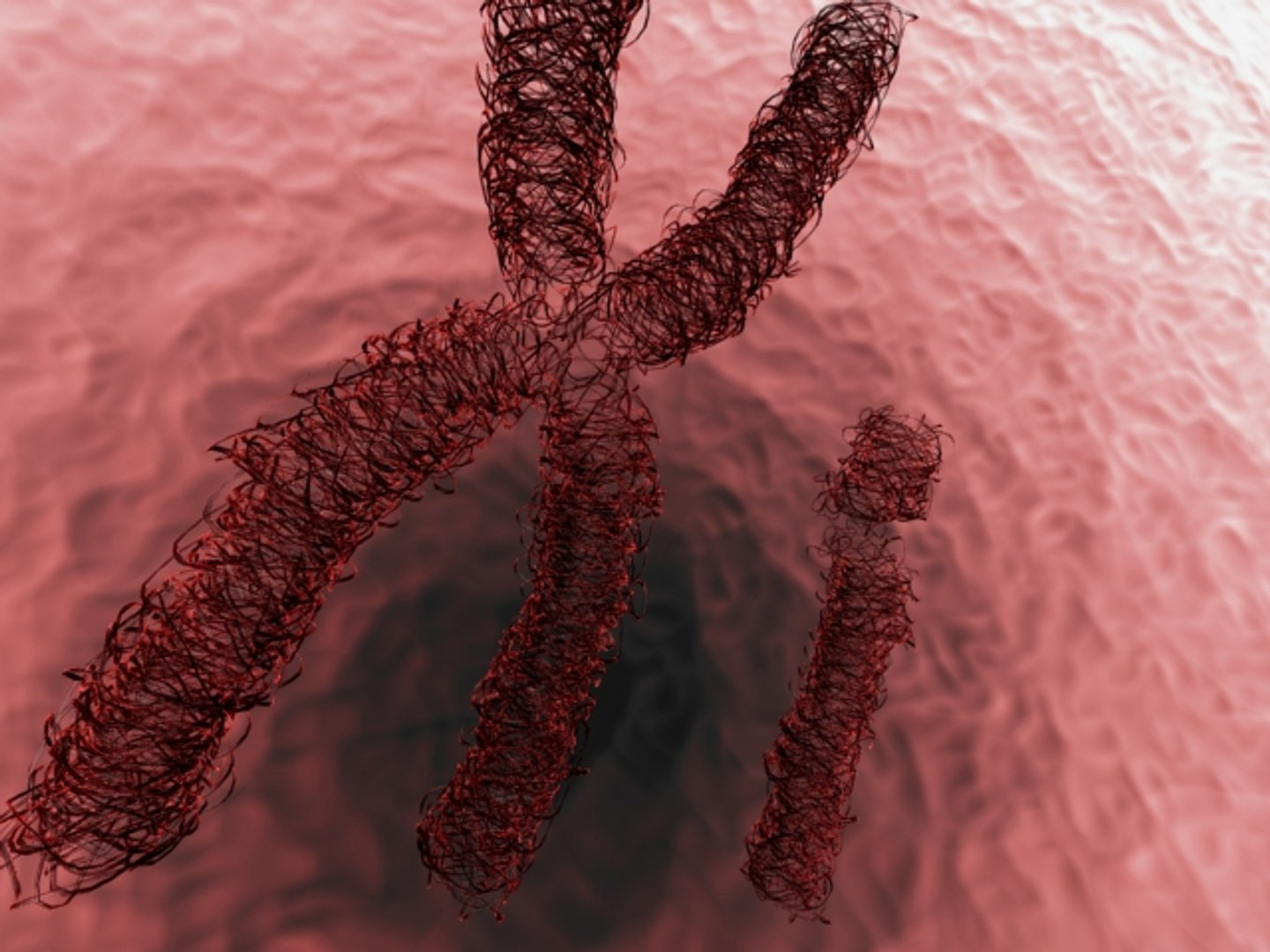 3d Xy Chromosome 2