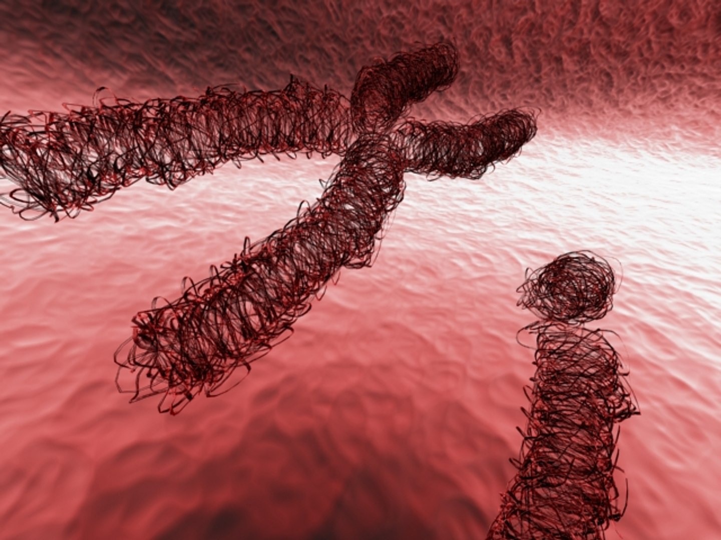 3d Xy Chromosome 2