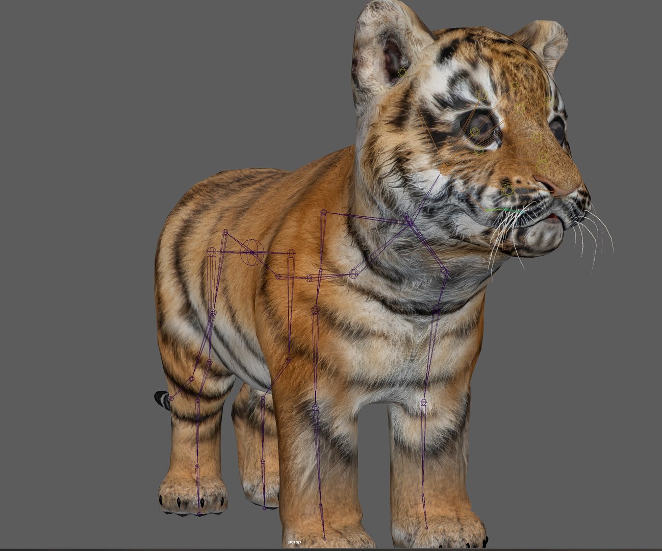 Tiger Baby Cub 3D Model - TurboSquid 1951742