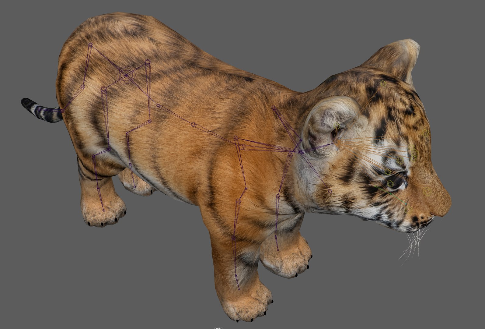 Tiger Baby Cub 3D Model - TurboSquid 1951742