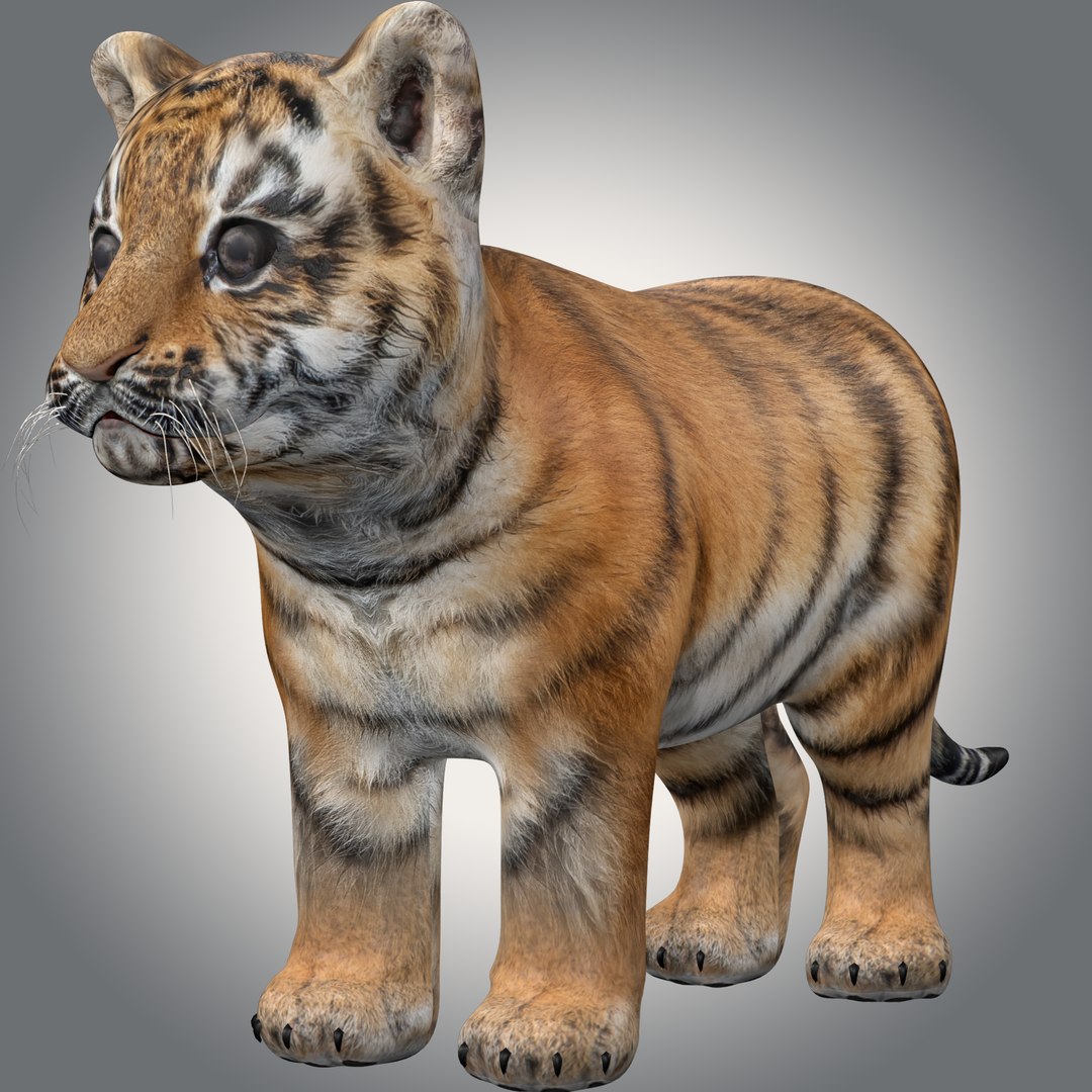 Tiger Baby Cub 3D Model - TurboSquid 1951742