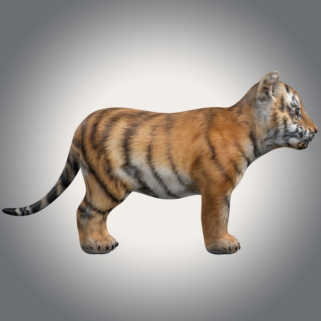 Tiger Baby Cub 3D Model - TurboSquid 1951742