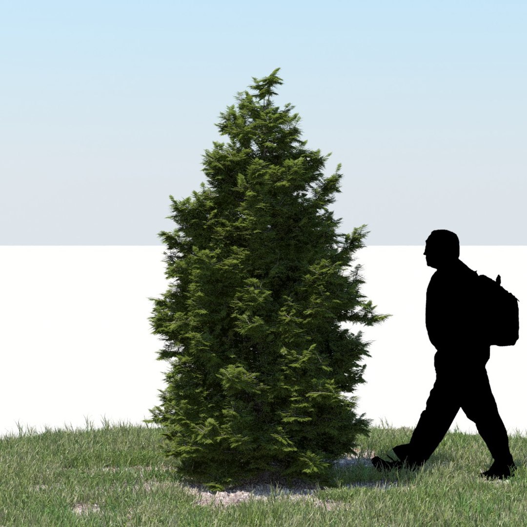 Realistic Thuja Tree 3d Max