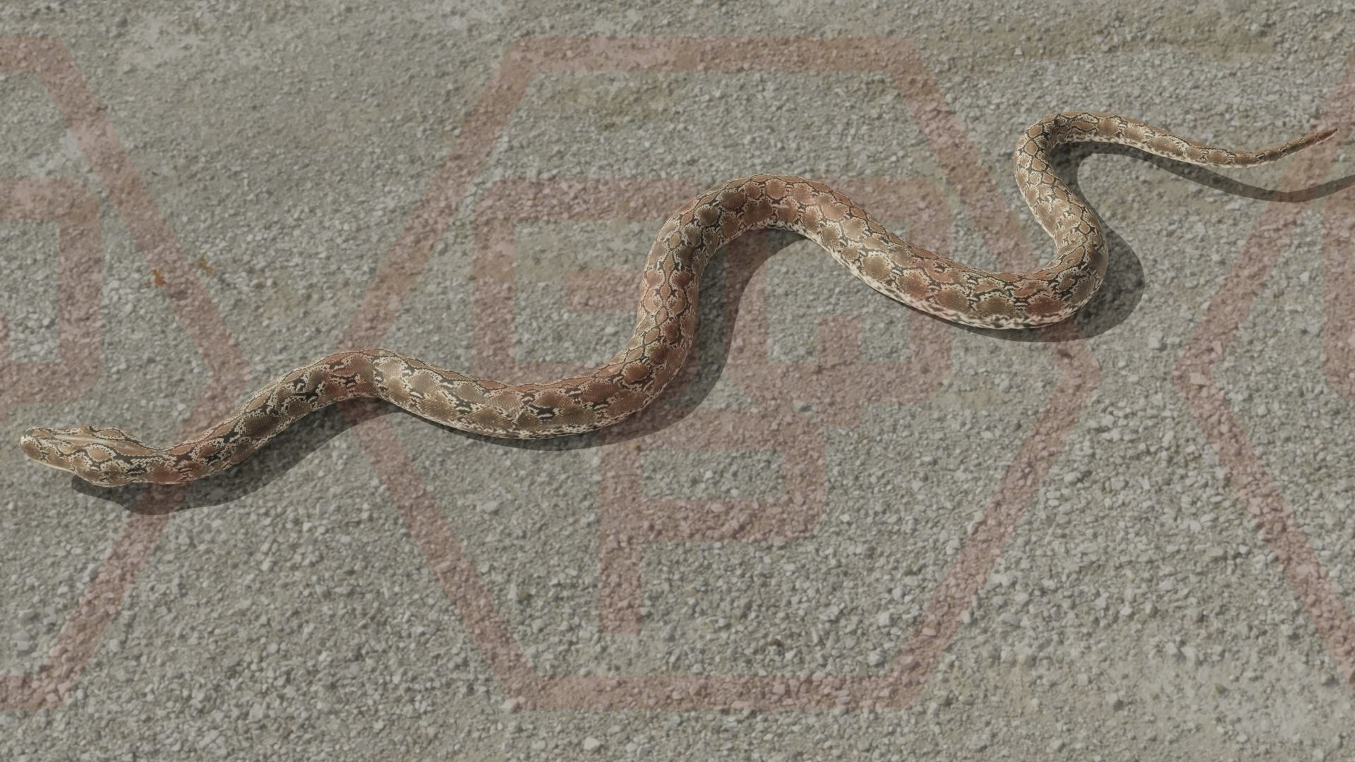 3D model uploadsfiles2419396Python - TurboSquid 1877402