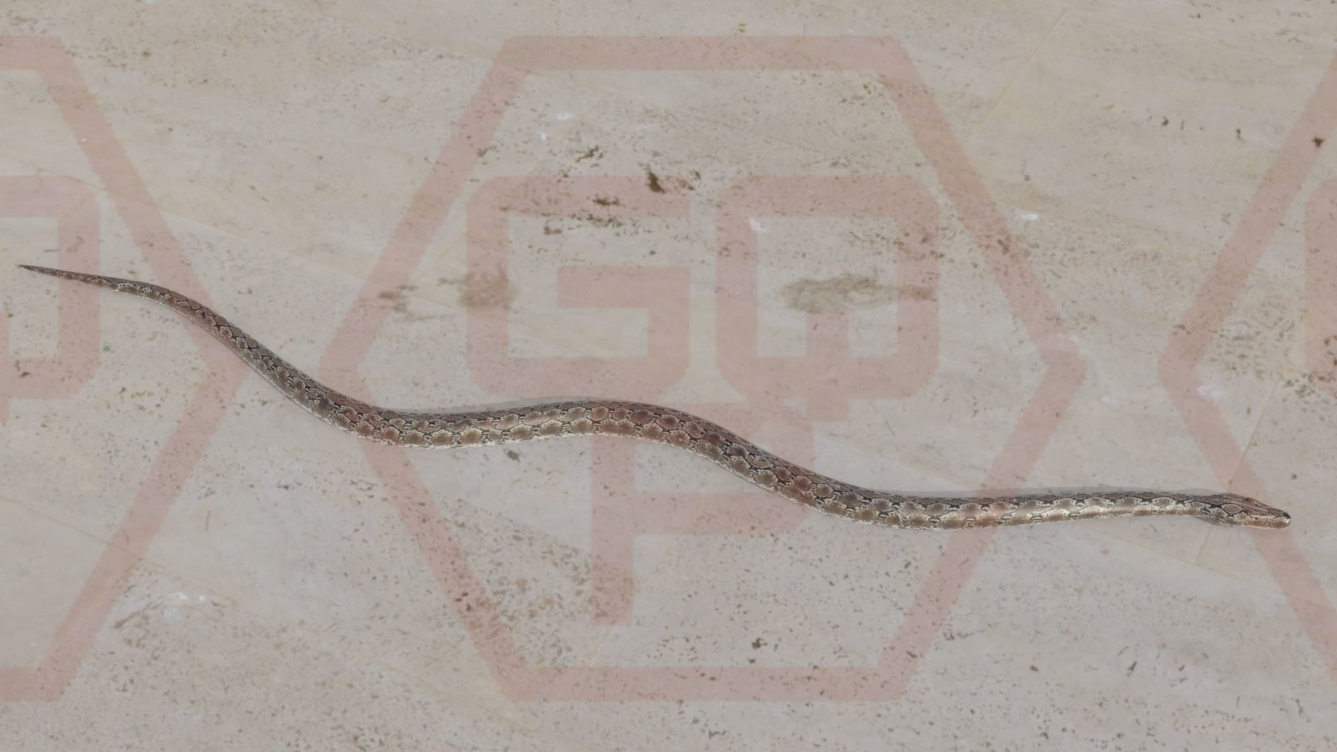 3D model uploadsfiles2419396Python - TurboSquid 1877402