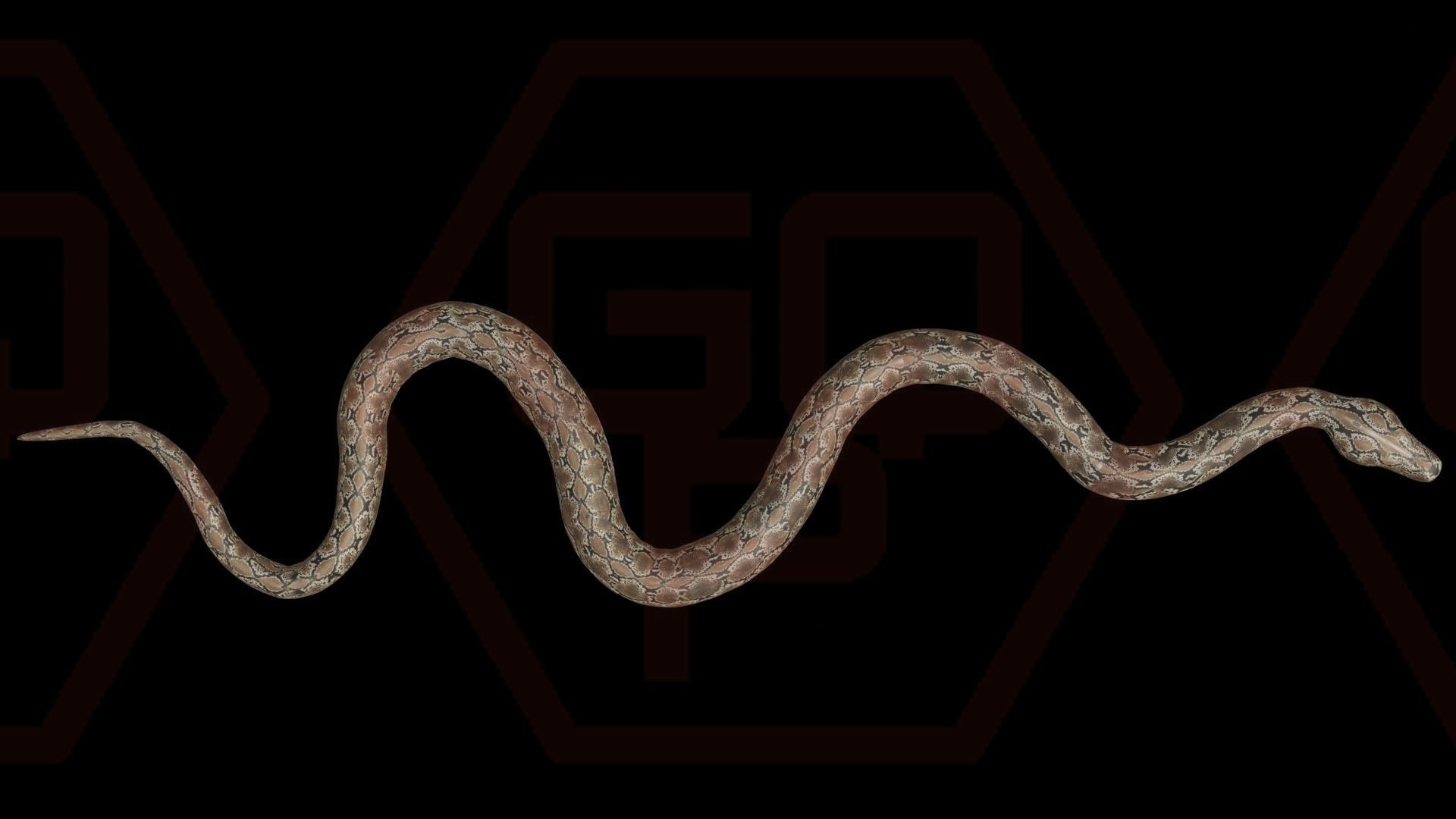 3D model uploadsfiles2419396Python - TurboSquid 1877402