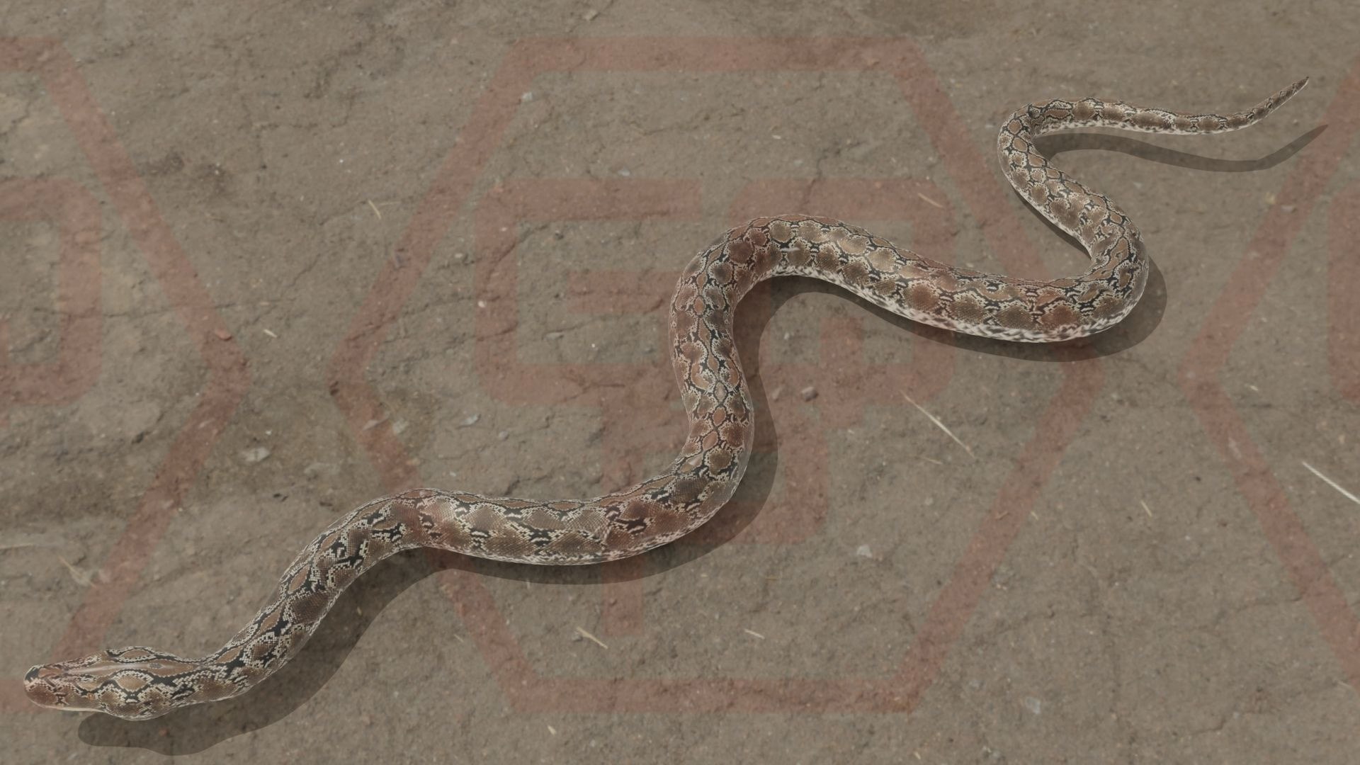 3D model uploadsfiles2419396Python - TurboSquid 1877402