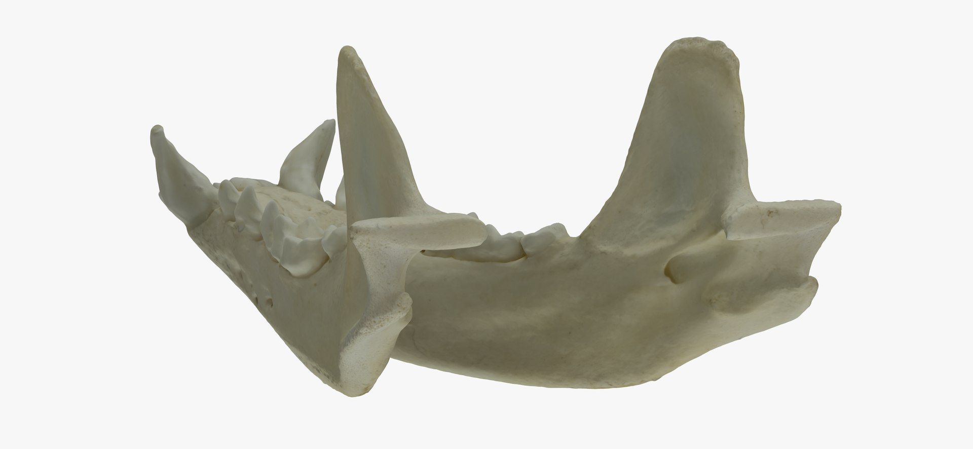 3D European Badger (Meles Meles) Jaw 01 RAW Scan - TurboSquid 2143317