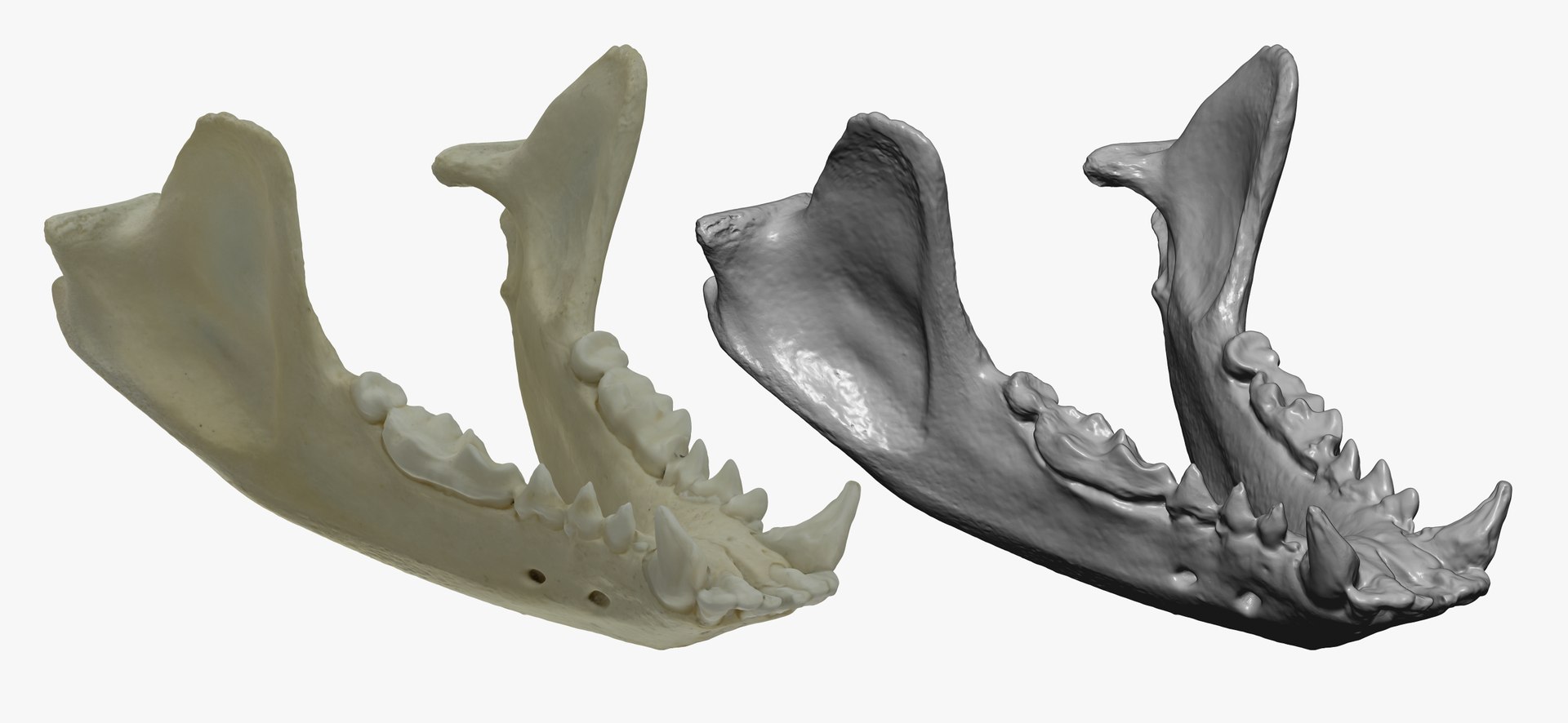 3D European Badger (Meles Meles) Jaw 01 RAW Scan - TurboSquid 2143317